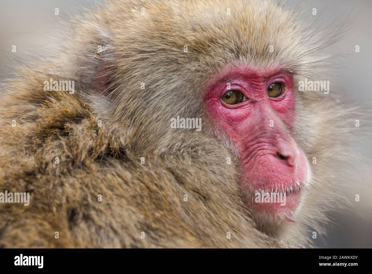 Japanese macaque. Jigokudani, Japan Stock Photo - Alamy