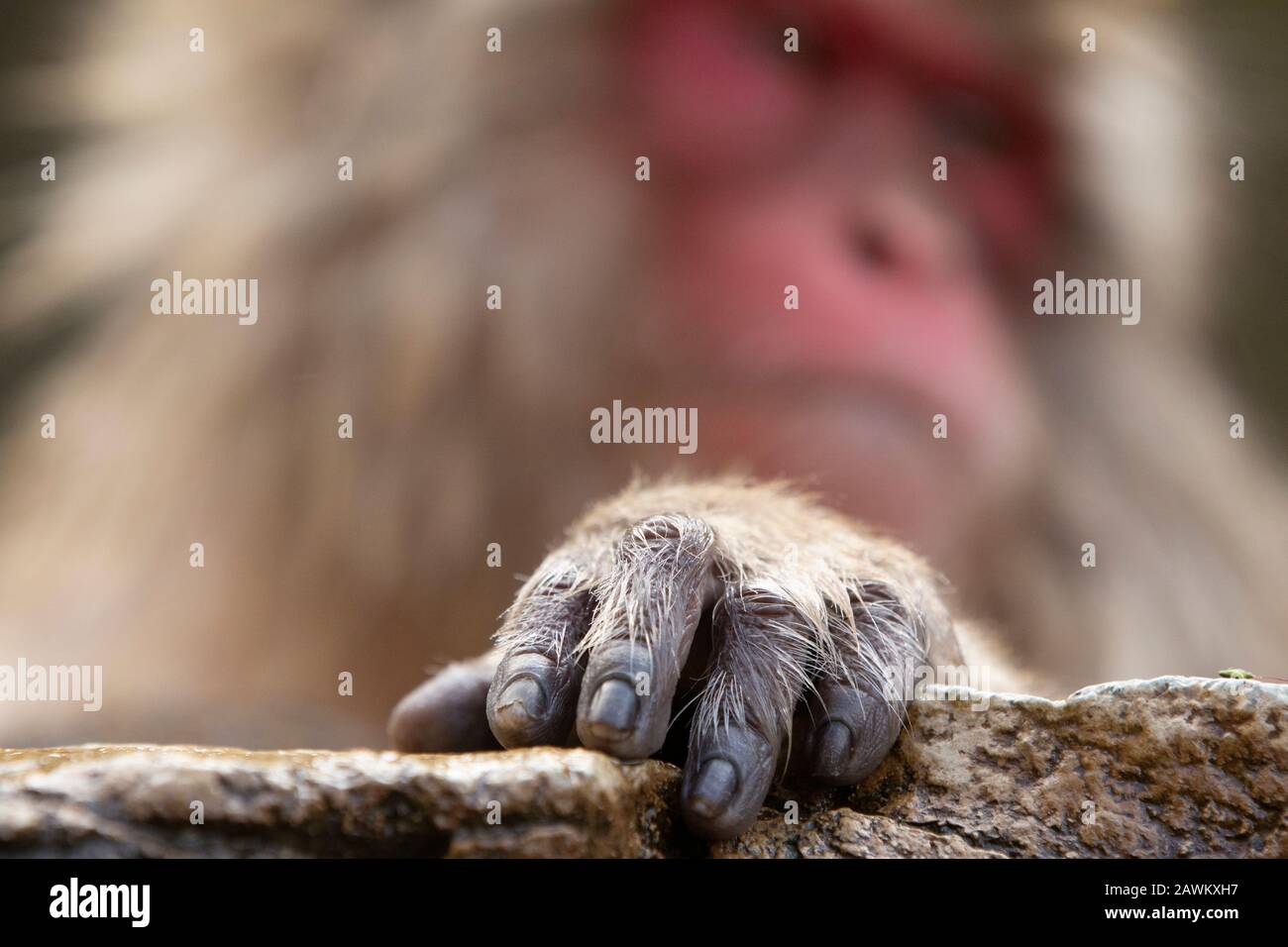 Japanese macaque's hand at Jigokudani Monkey Park Stock Photo - Alamy
