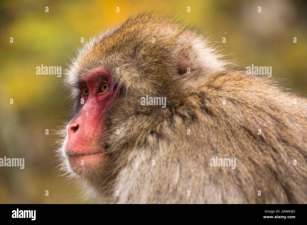 Japanese macaque. Jigokudani, Japan Stock Photo - Alamy