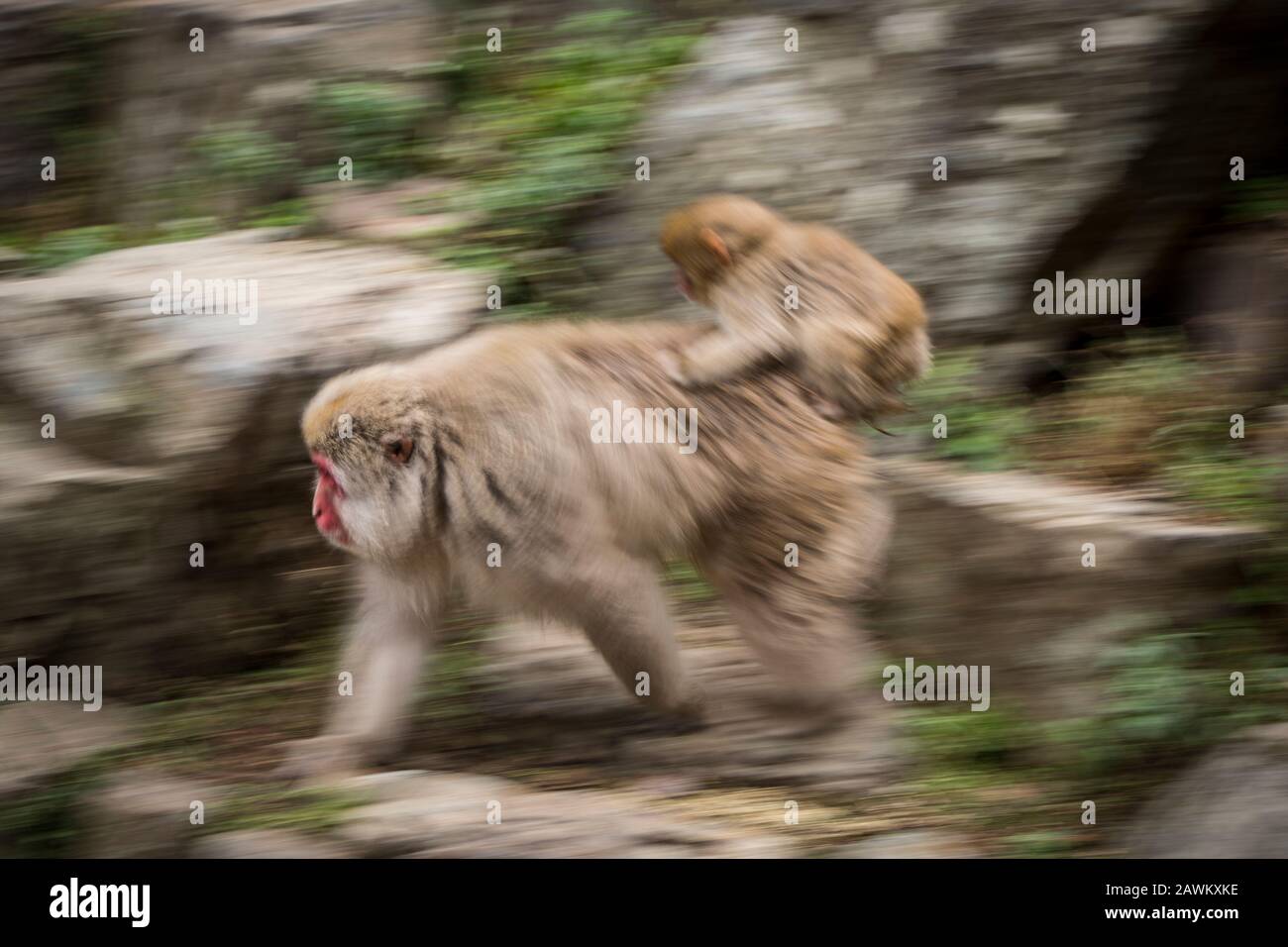 Young macaque movement hi-res stock photography and images - Alamy