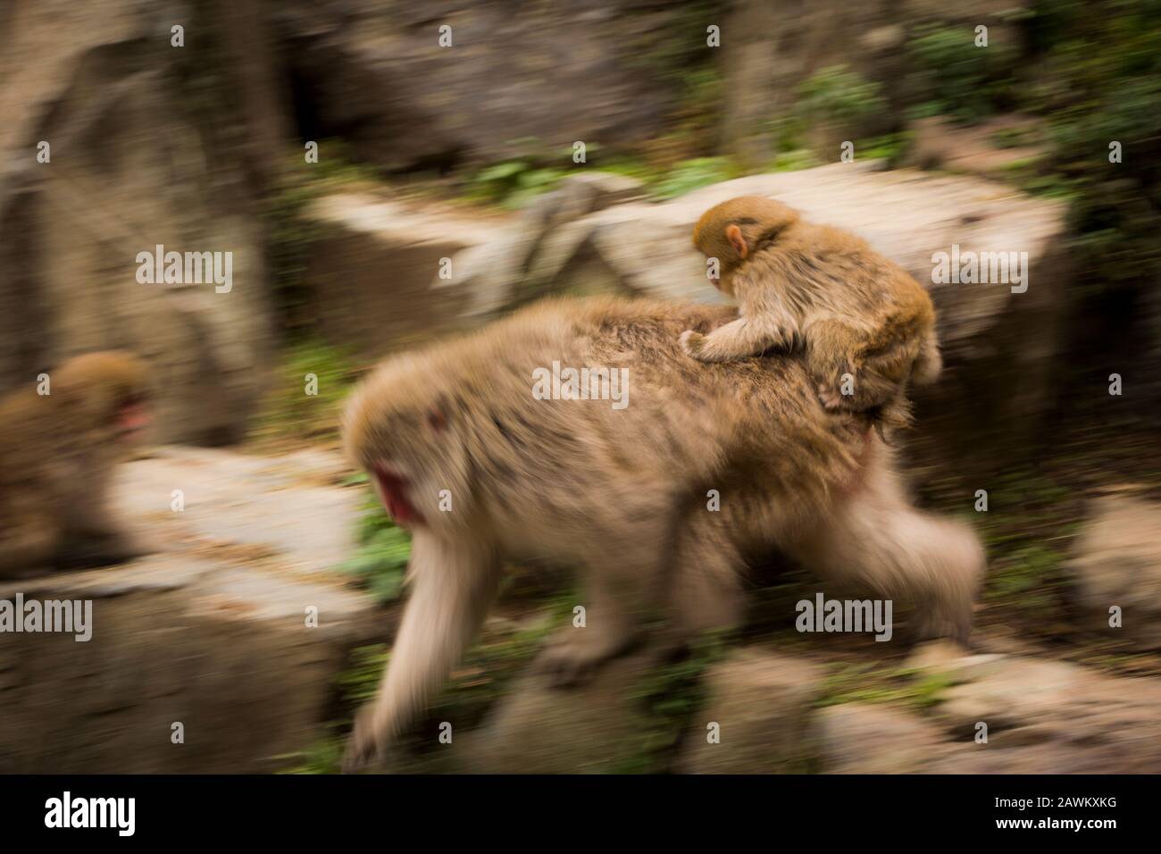Japanese macaque running with cub on its back. Jigokudani, Japan Stock ...