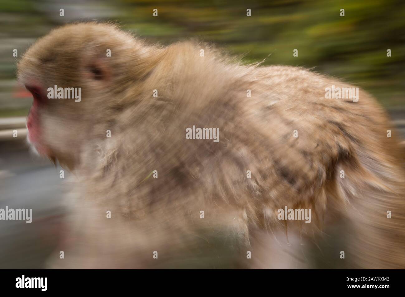 Japanese macaque running. Jigokudani, Japan Stock Photo - Alamy