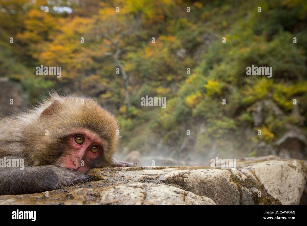 Japanese macaque. Jigokudani, Japan Stock Photo - Alamy