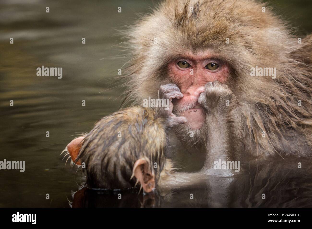 Japanece hi-res stock photography and images - Alamy