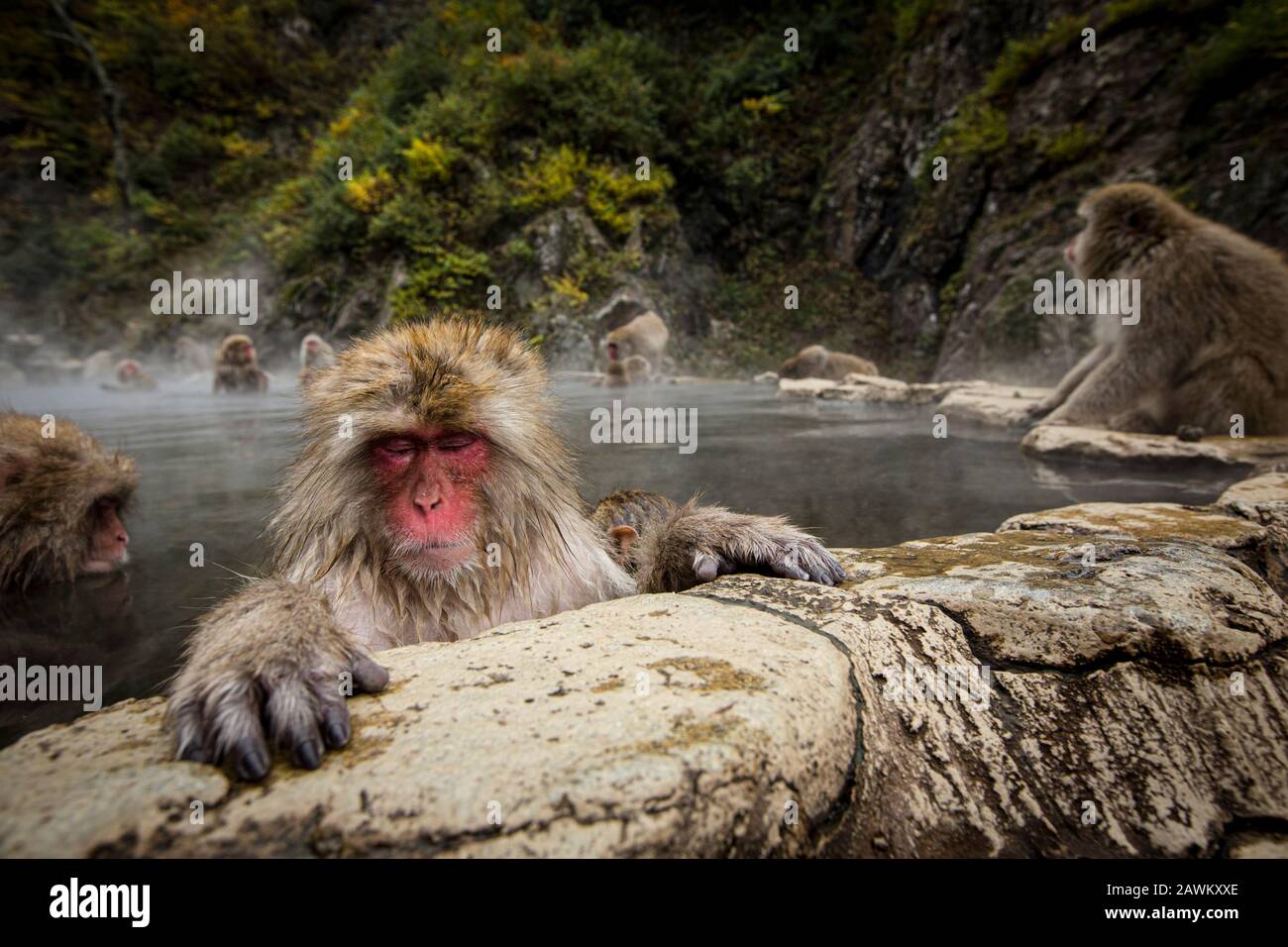 Japanese macaques bathing at Jigokudani Monkey Park Stock Photo - Alamy