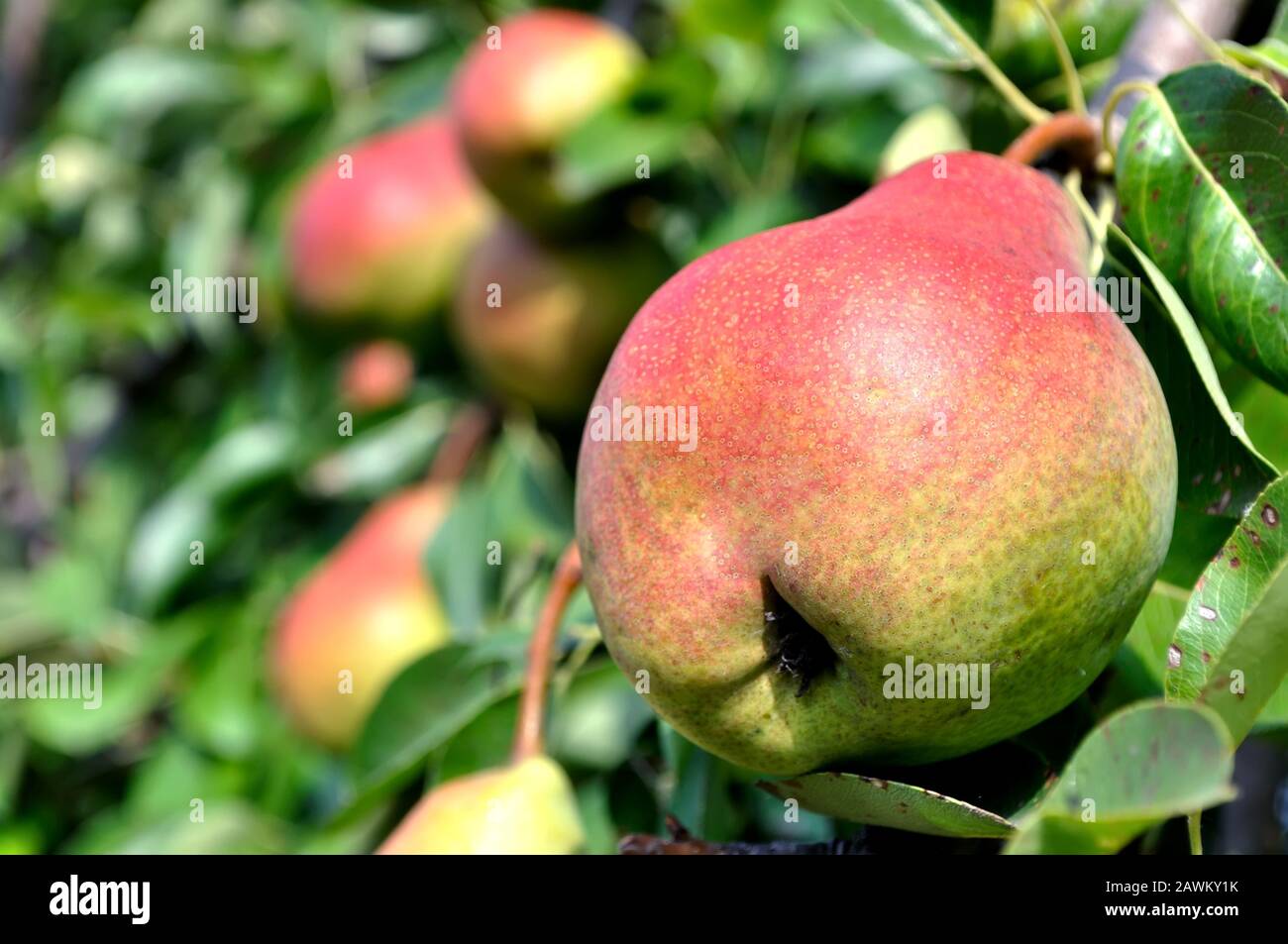 closeup of growing pears on a tree in the orchard Stock Photo - Alamy