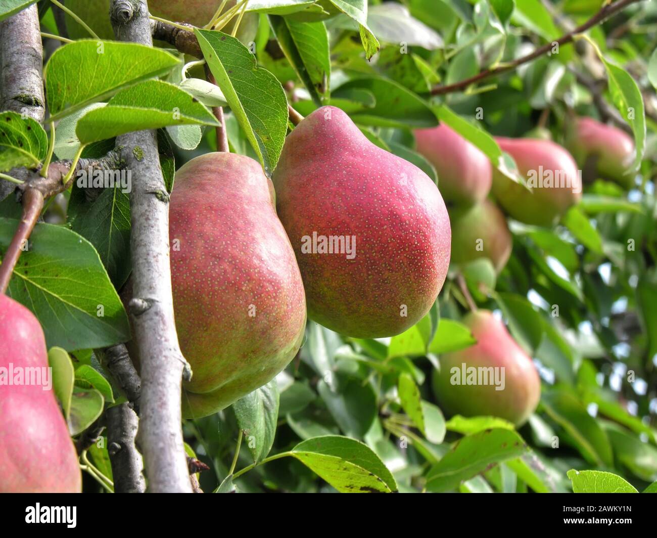 Pears tree hi-res stock photography and images - Alamy