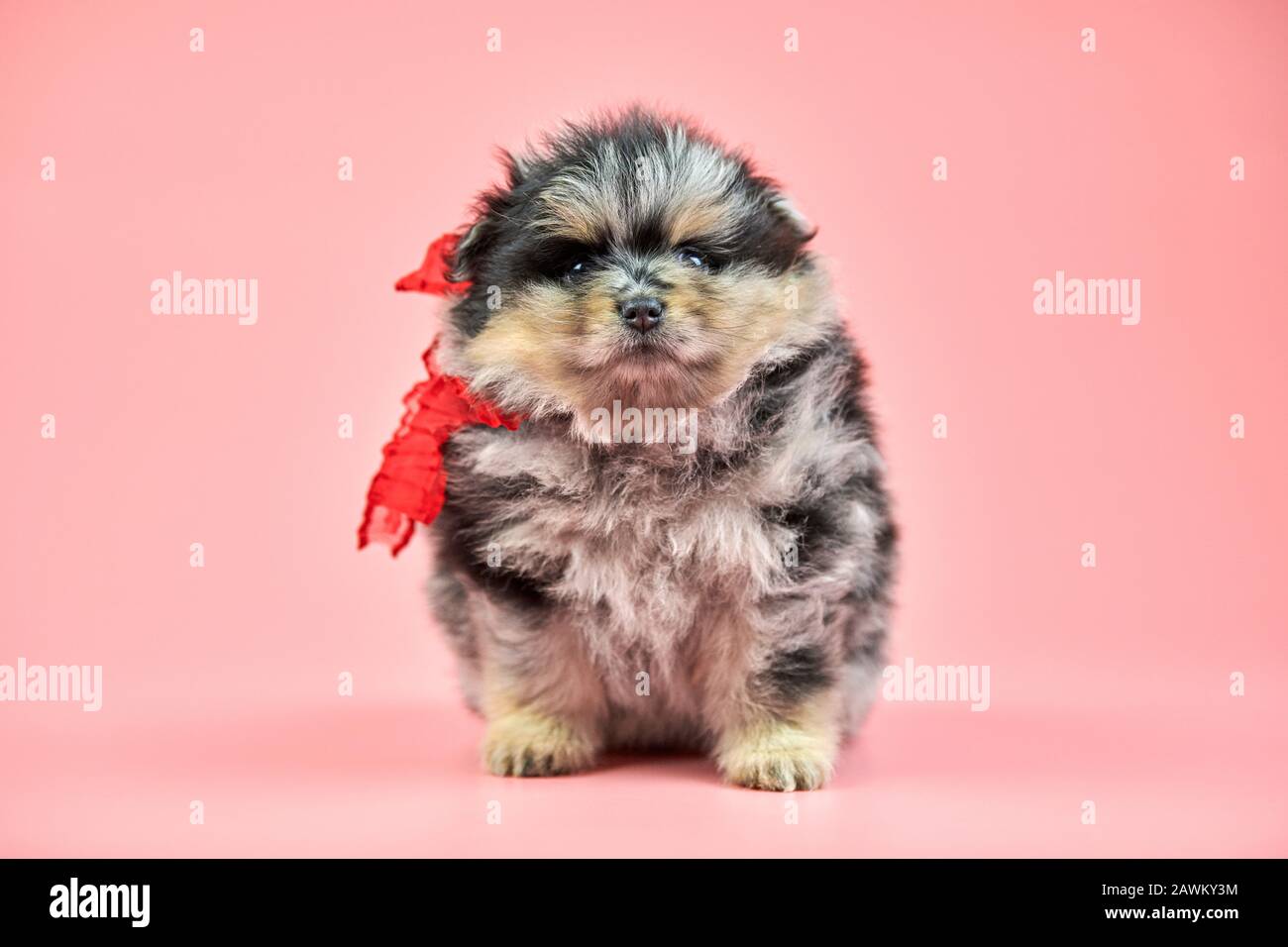 Pomeranian Spitz puppy. Cute fluffy tri-colored Spitz dog on pink ...
