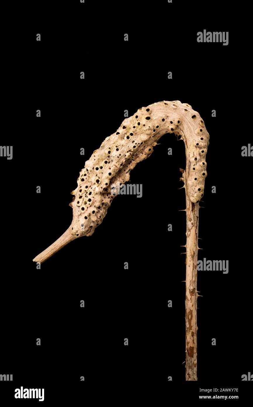 Stem galls hi-res stock photography and images - Alamy