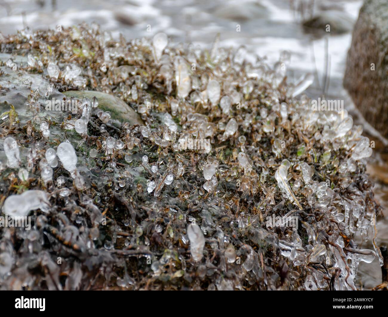 abstract frozen texture of frozen seaweed ice, blurred background Stock ...