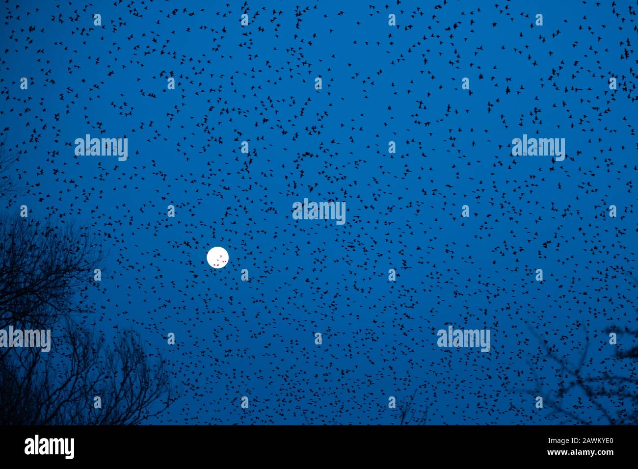 Starling murmuration with full moon Stock Photo - Alamy