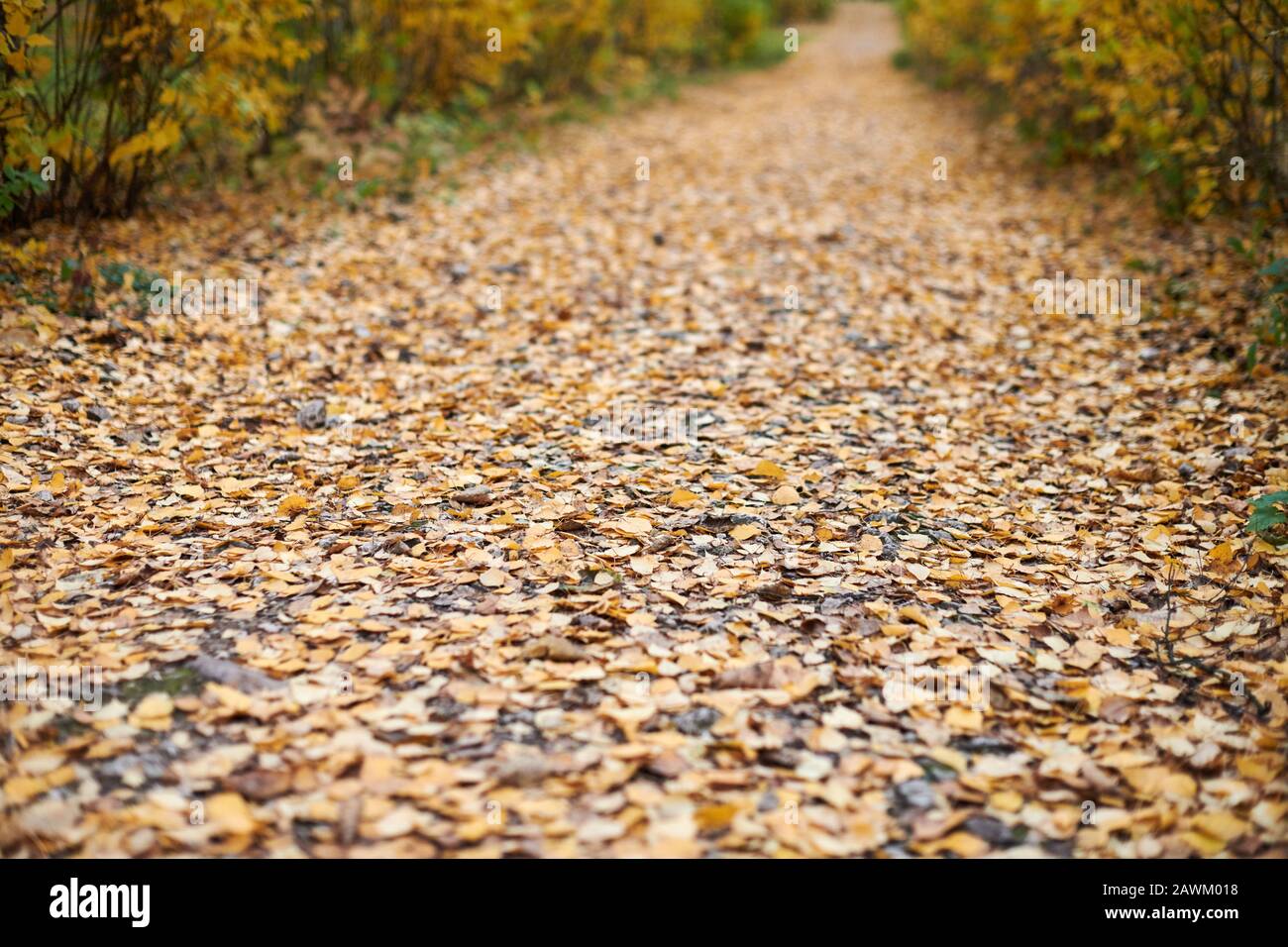 Autumn park pathway. Beautiful forest alley with fallen leaves. Calm ...