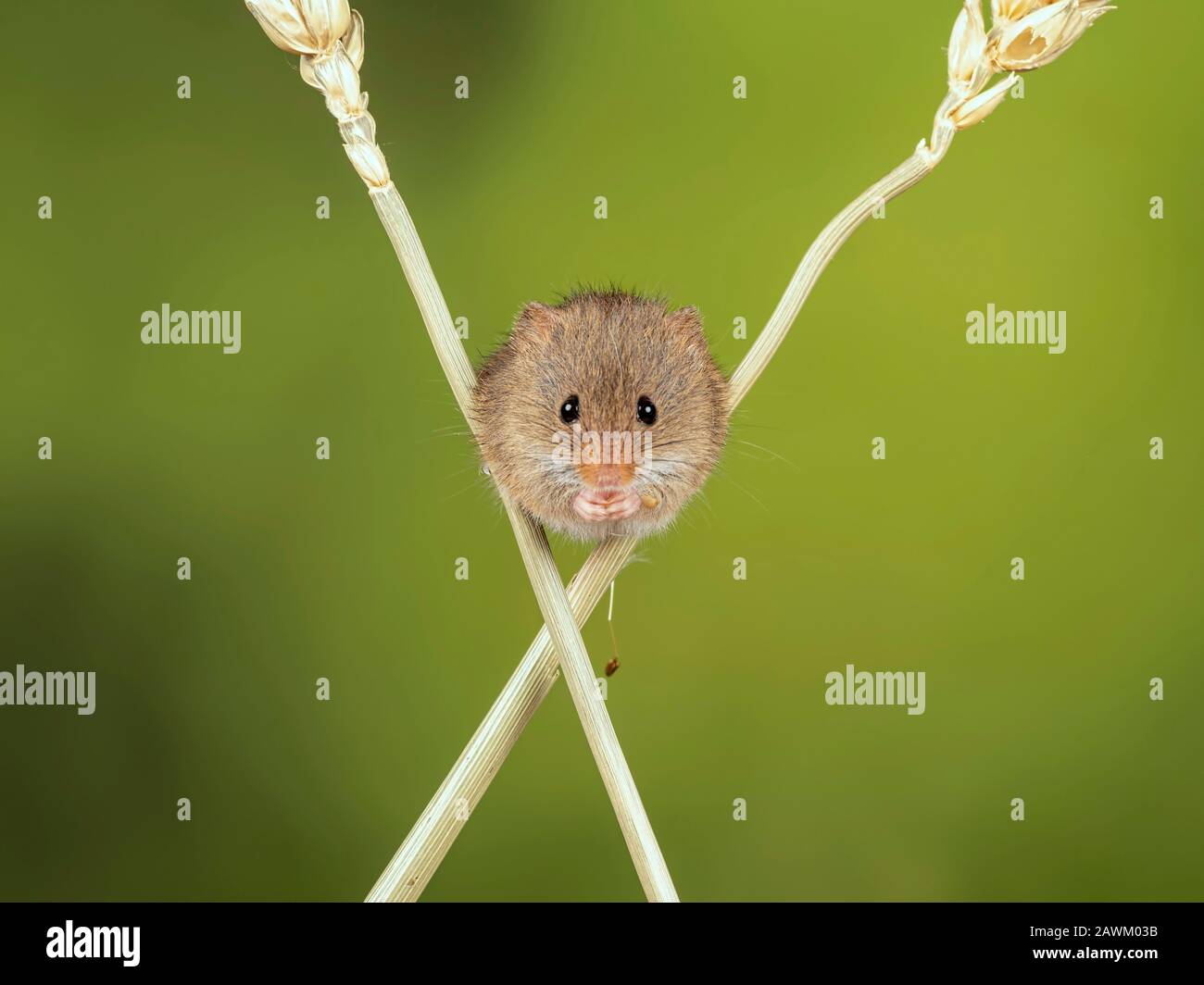 Balance spring hi-res stock photography and images - Alamy