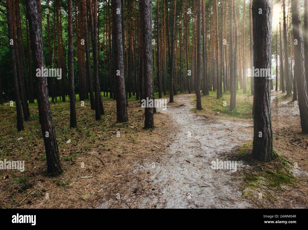 Choice trees hi-res stock photography and images - Alamy