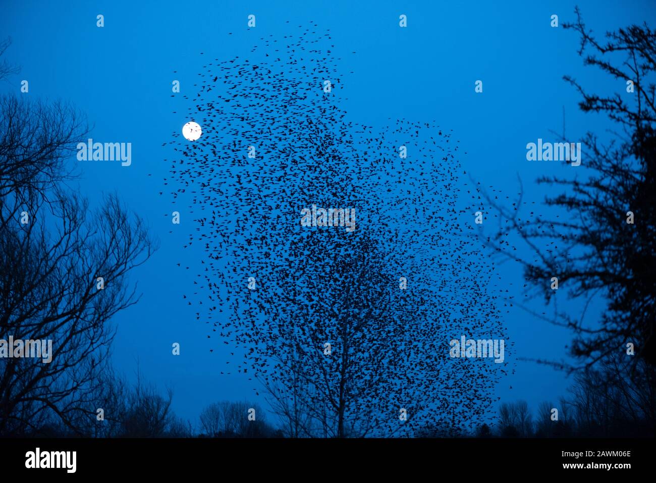 Starling murmuration moon hi-res stock photography and images - Alamy