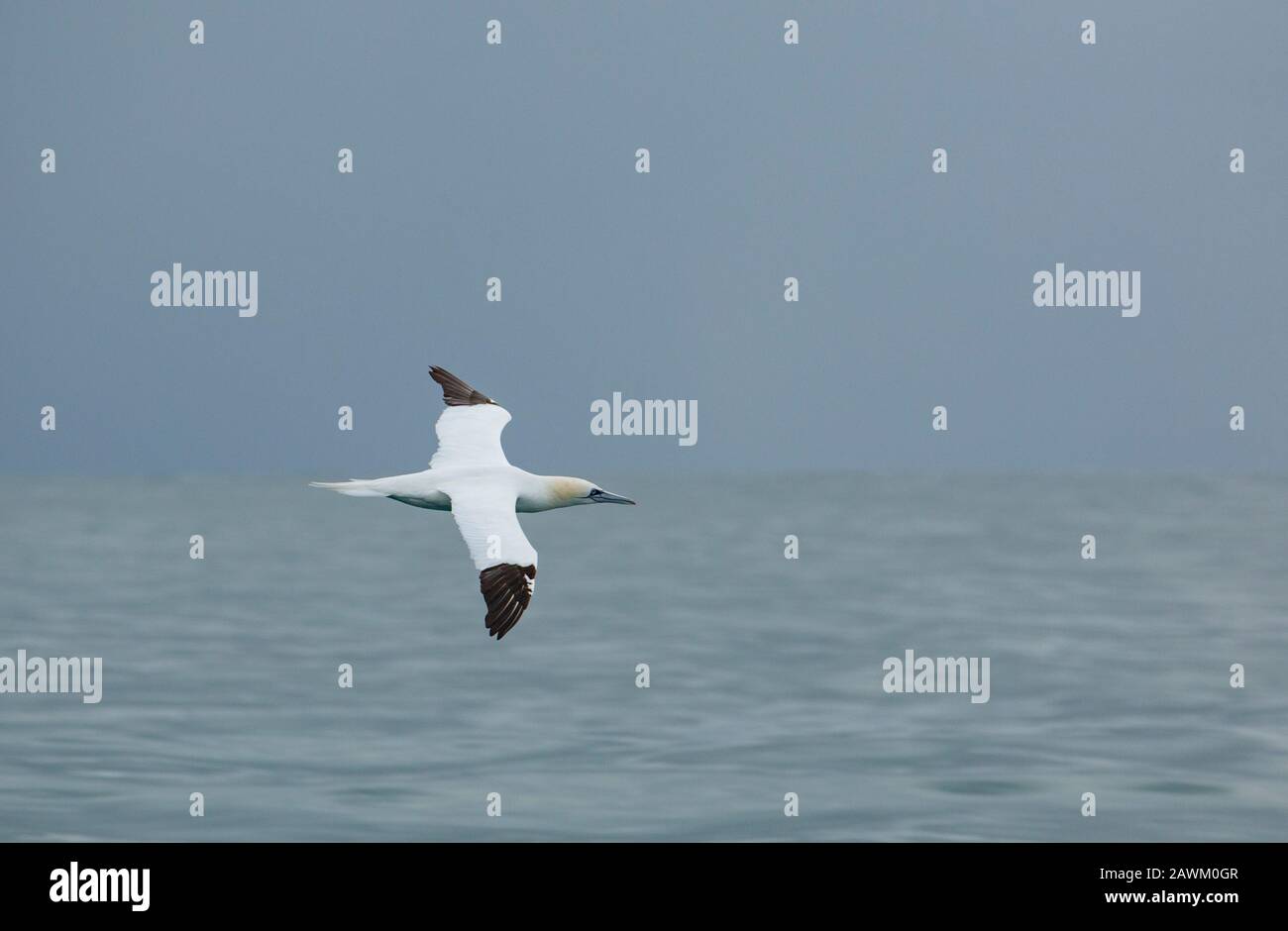 Devon seabirds sea birds hi-res stock photography and images - Alamy