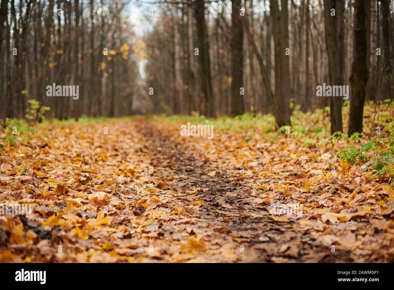 Autumn forest footpath with fallen leaves. Beautiful birch alley. Calm ...