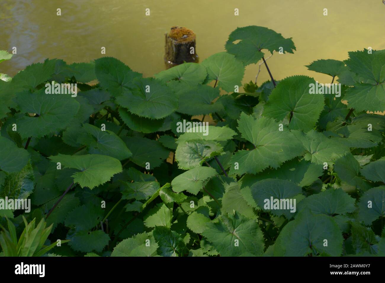 Ligularia leaf hi-res stock photography and images - Alamy
