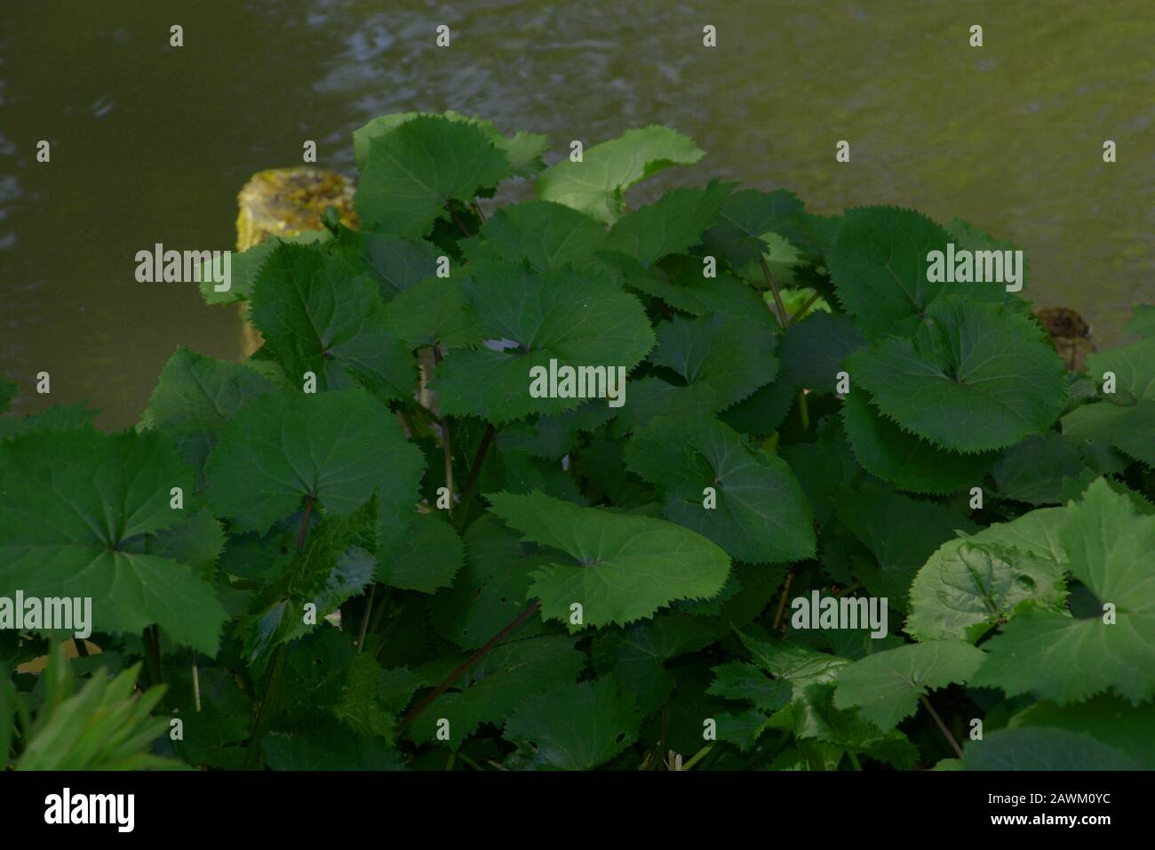 Leopard Plant High Resolution Stock Photography and Images - Alamy