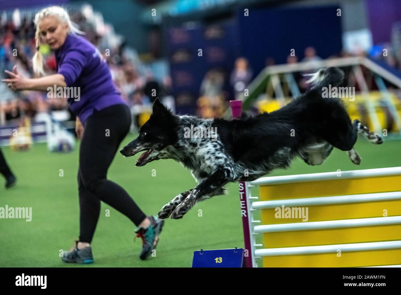 New York, USA. 8th Feb, 2020. A Border Collie named Graphene clears and ...