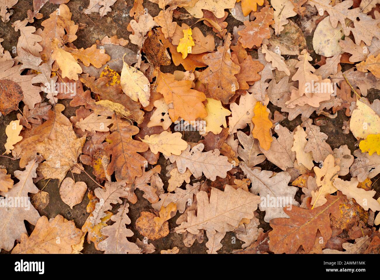 Autumn leaves, top view. Colorful fallen foliage. Design background ...