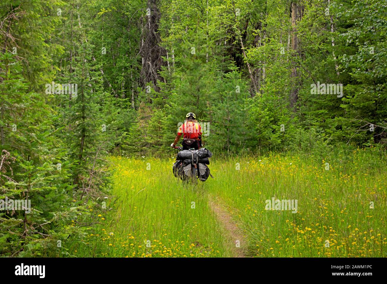 MT0462-00...MONTANA - Tom Kirkendall riding a narrow path along a ...