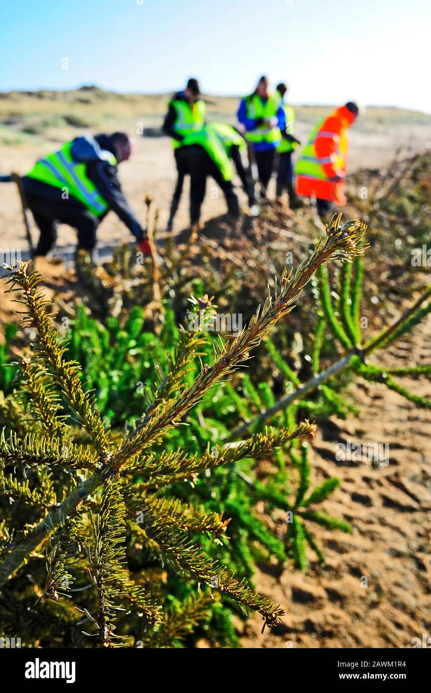 Sand dune conservation. Planting recycled Christmas trees along St ...