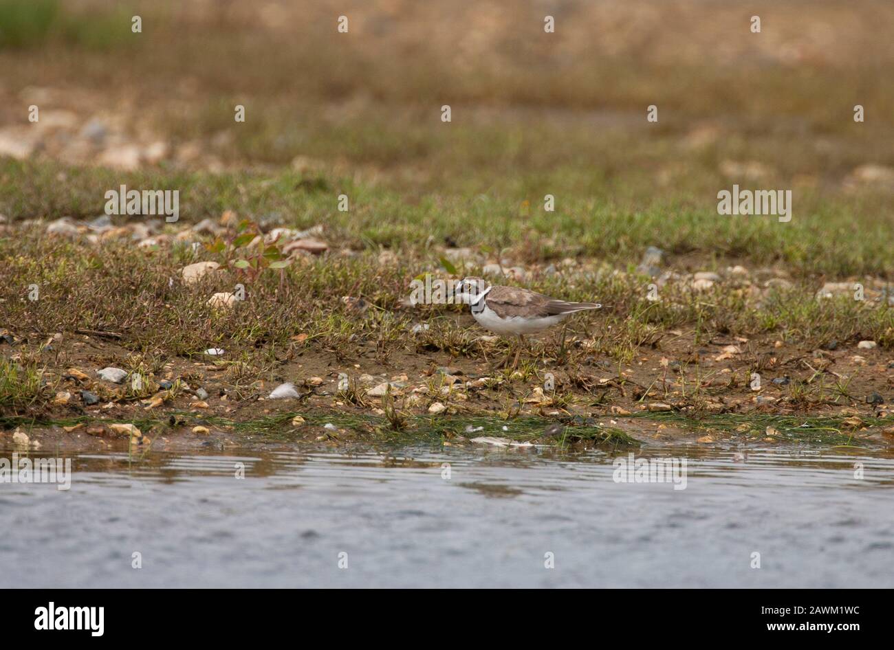 Little ringed plover uk hi-res stock photography and images - Alamy