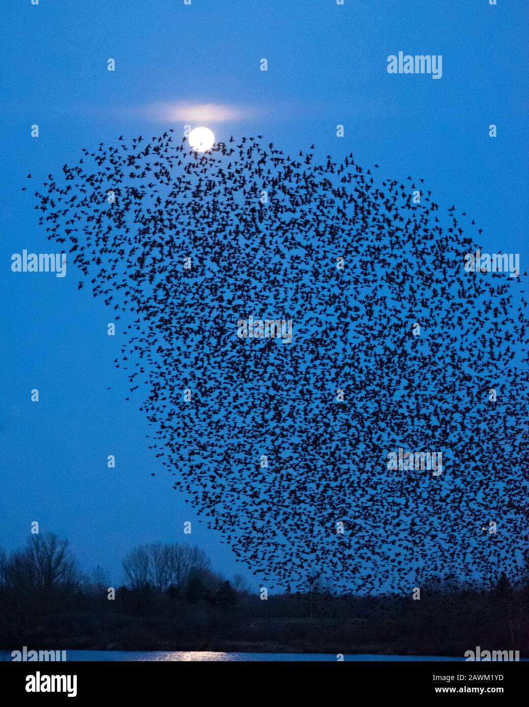 Starling murmuration with full moon Stock Photo - Alamy