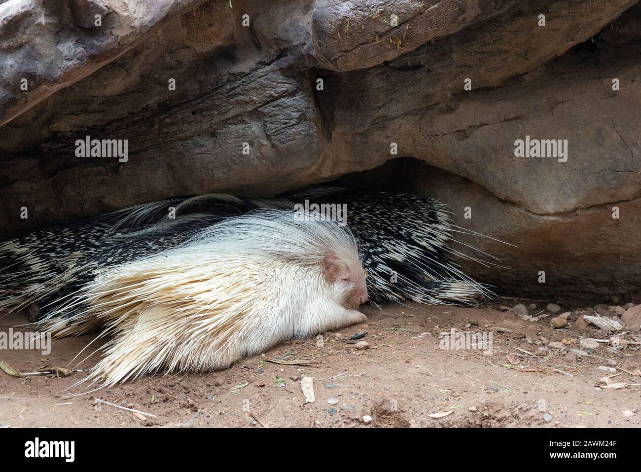 Two Porcupines sleeping at the Cango Wildlife Ranch, Oudtshoorn ...