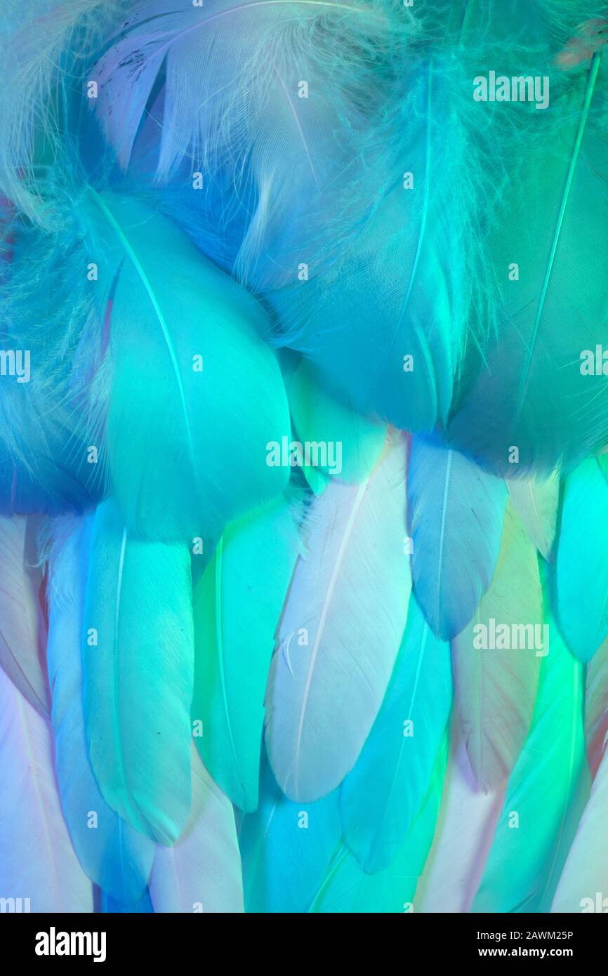 Neon glowing feathers of a bird background. Flat lay Stock Photo - Alamy
