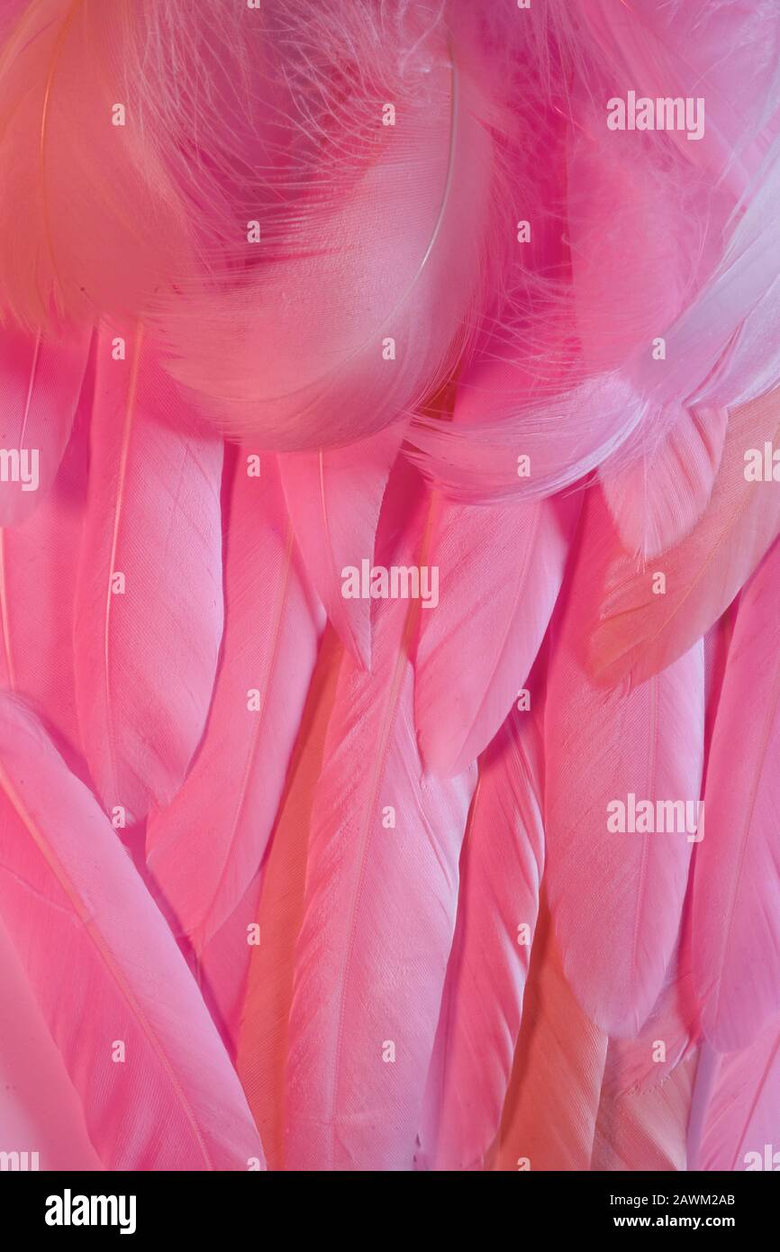 Glowing feather hi-res stock photography and images - Alamy