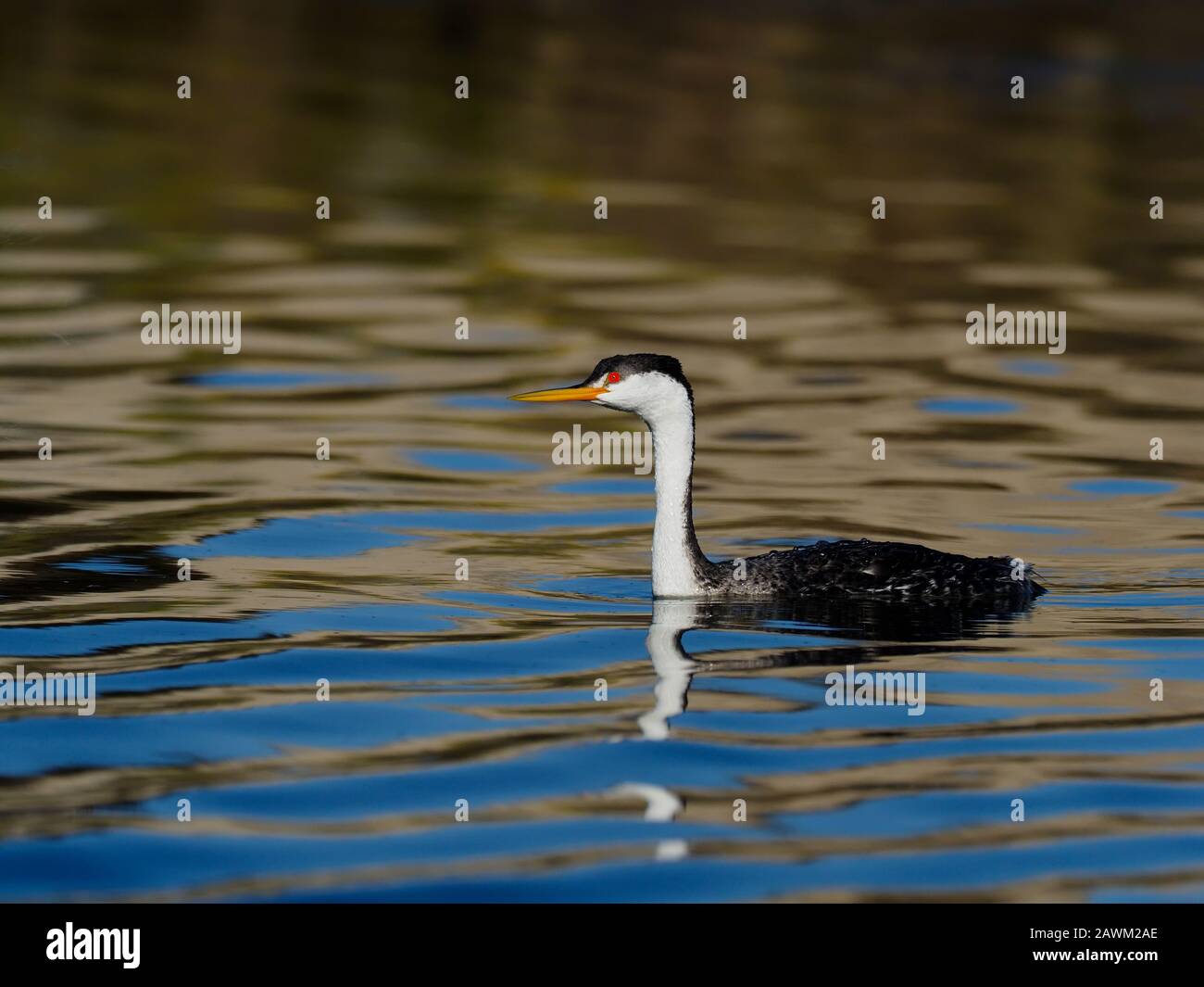 Clarks grebe, Aechmophorus clarkii, Single bird in water, Baja ...