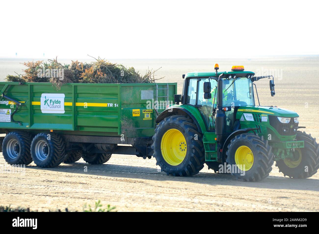 Tractor and trailer carrying recycled christmas trees along the beach ...