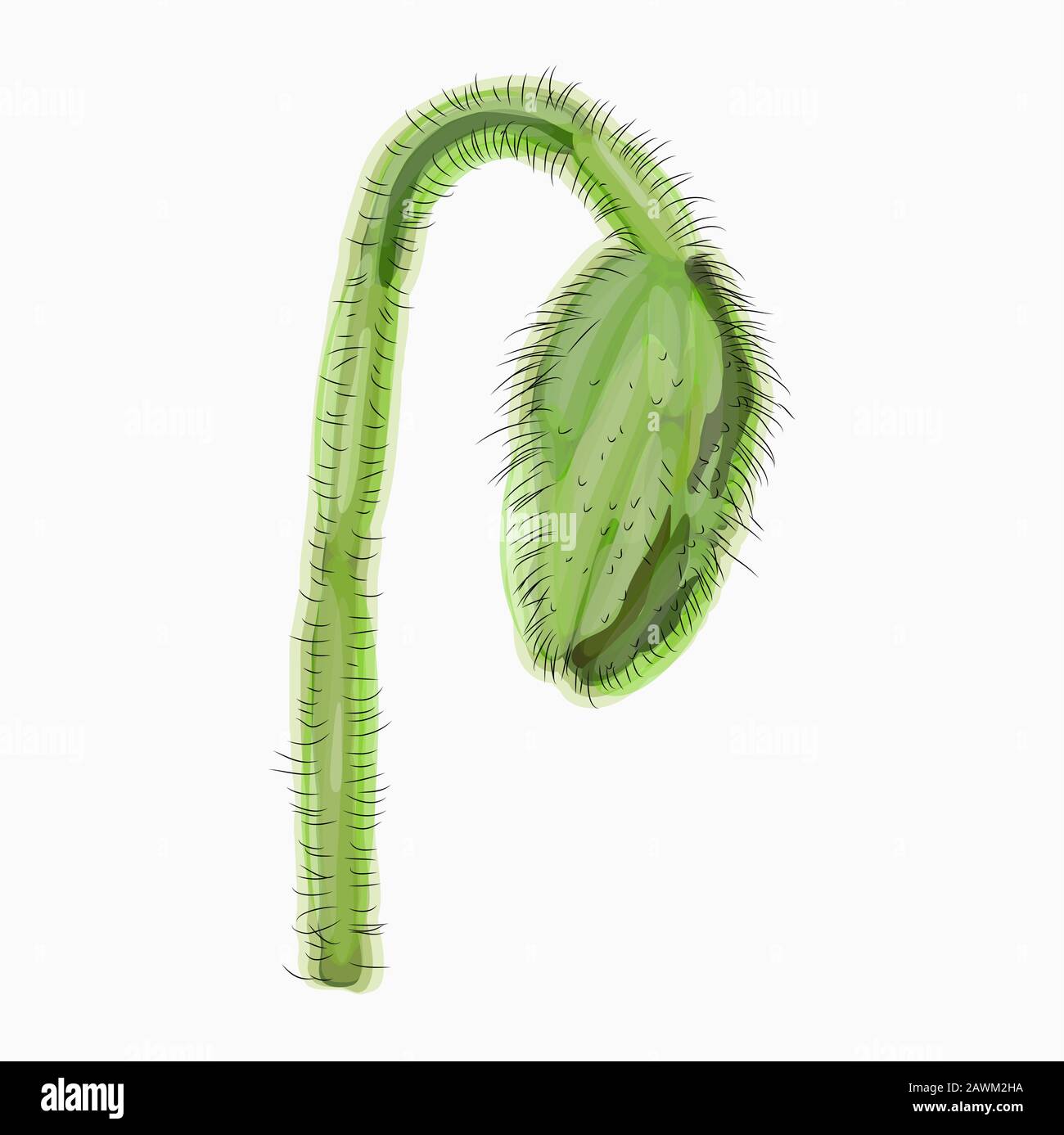 Ink, pencil, watercolor poppy flower sketch. Hand drawn nature painting ...