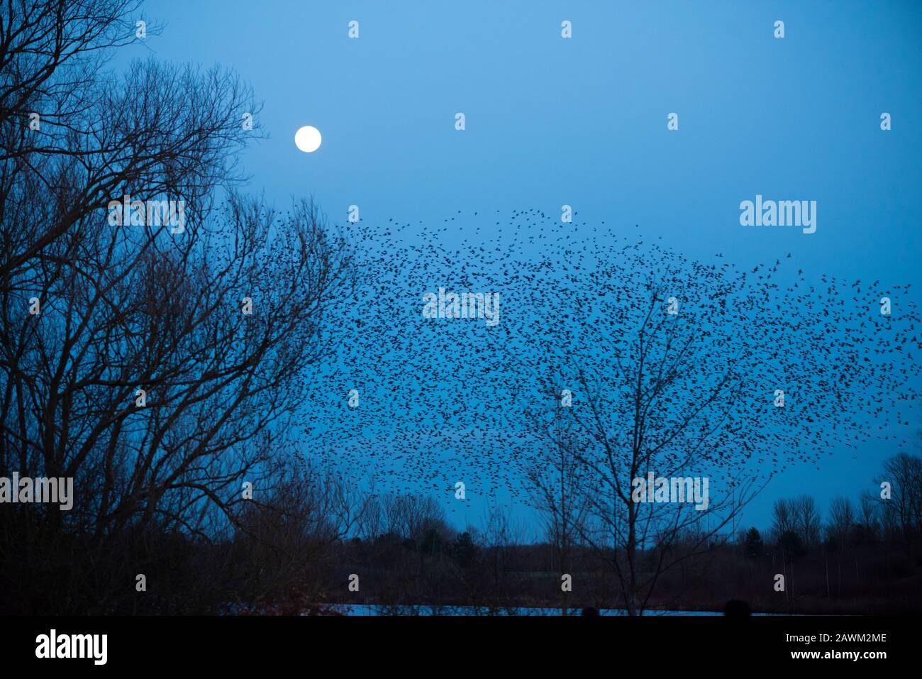 Starling murmuration with full moon Stock Photo - Alamy