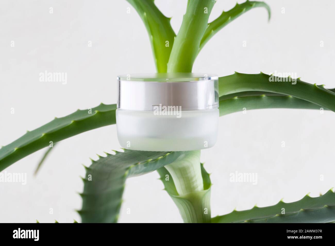 cream stand on leaves of aloe vera on white background. High benefit as ...