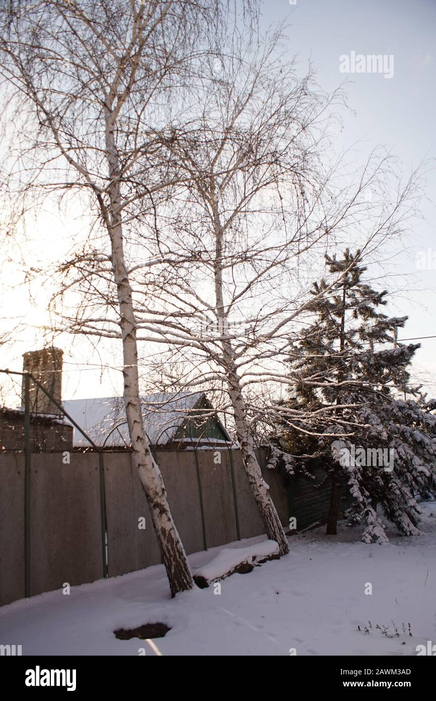 Two birch trees and log bench in the winter garden Stock Photo - Alamy