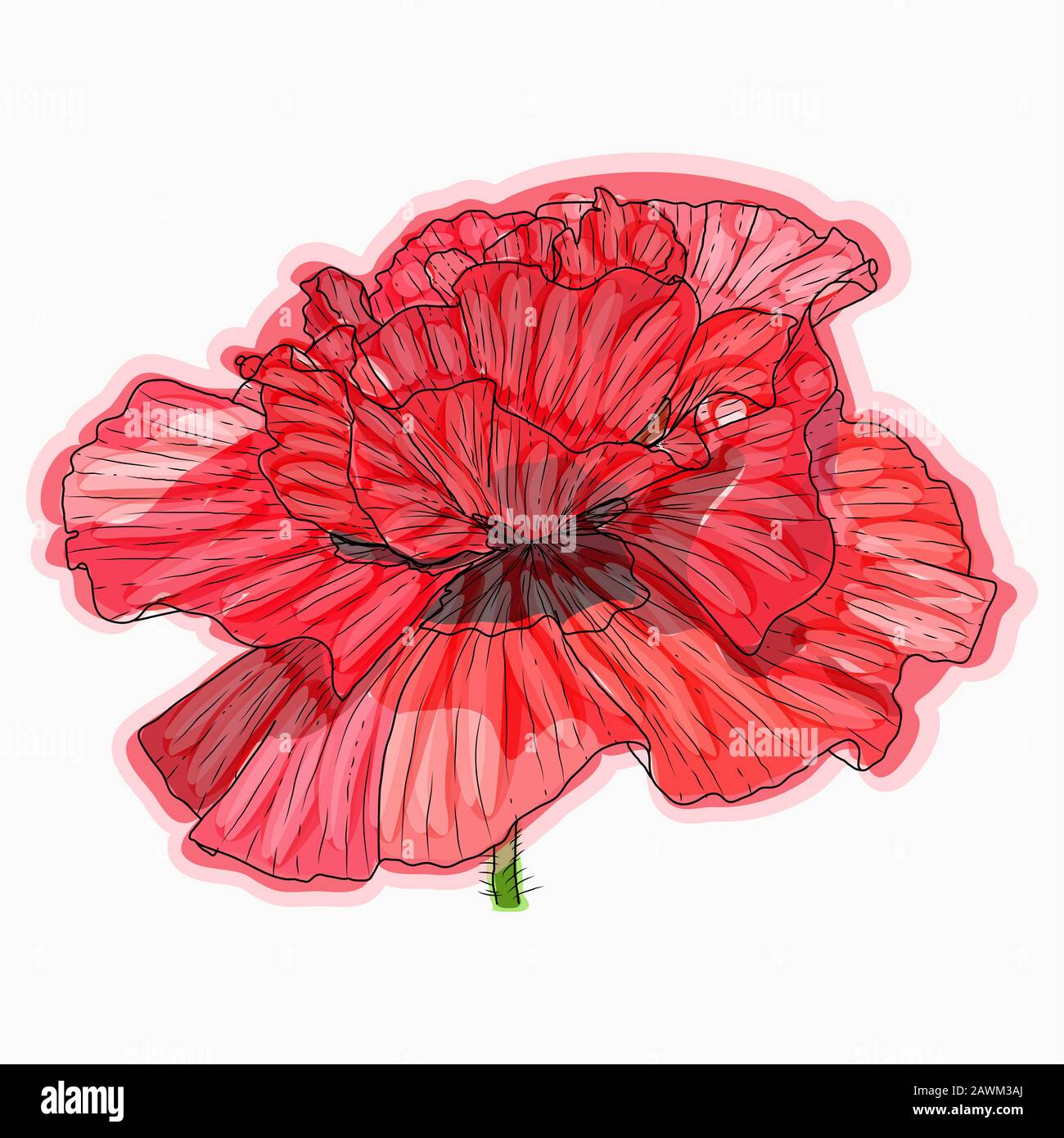 Ink, pencil, watercolor poppy flower sketch. Hand drawn nature painting ...