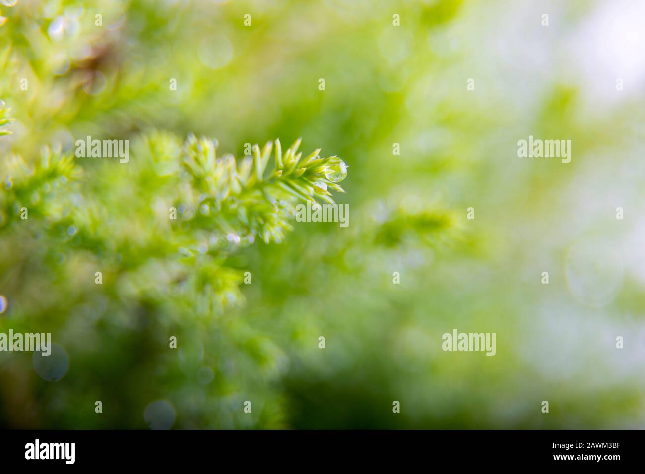 Closeup of Lemon cypress with water drops branch isolated on a white ...
