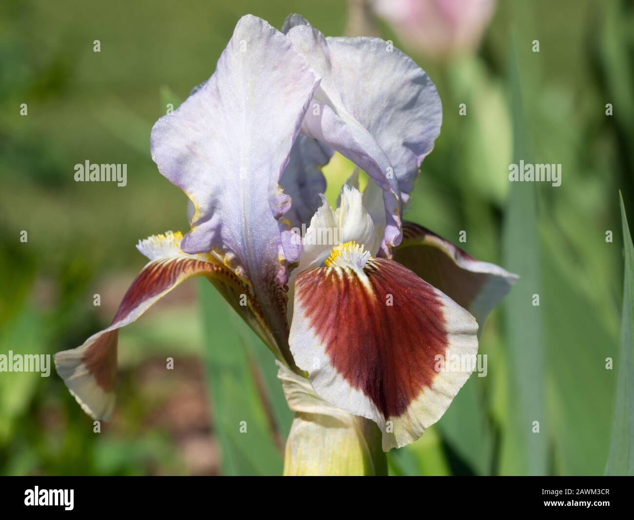 Iris nana hi-res stock photography and images - Alamy