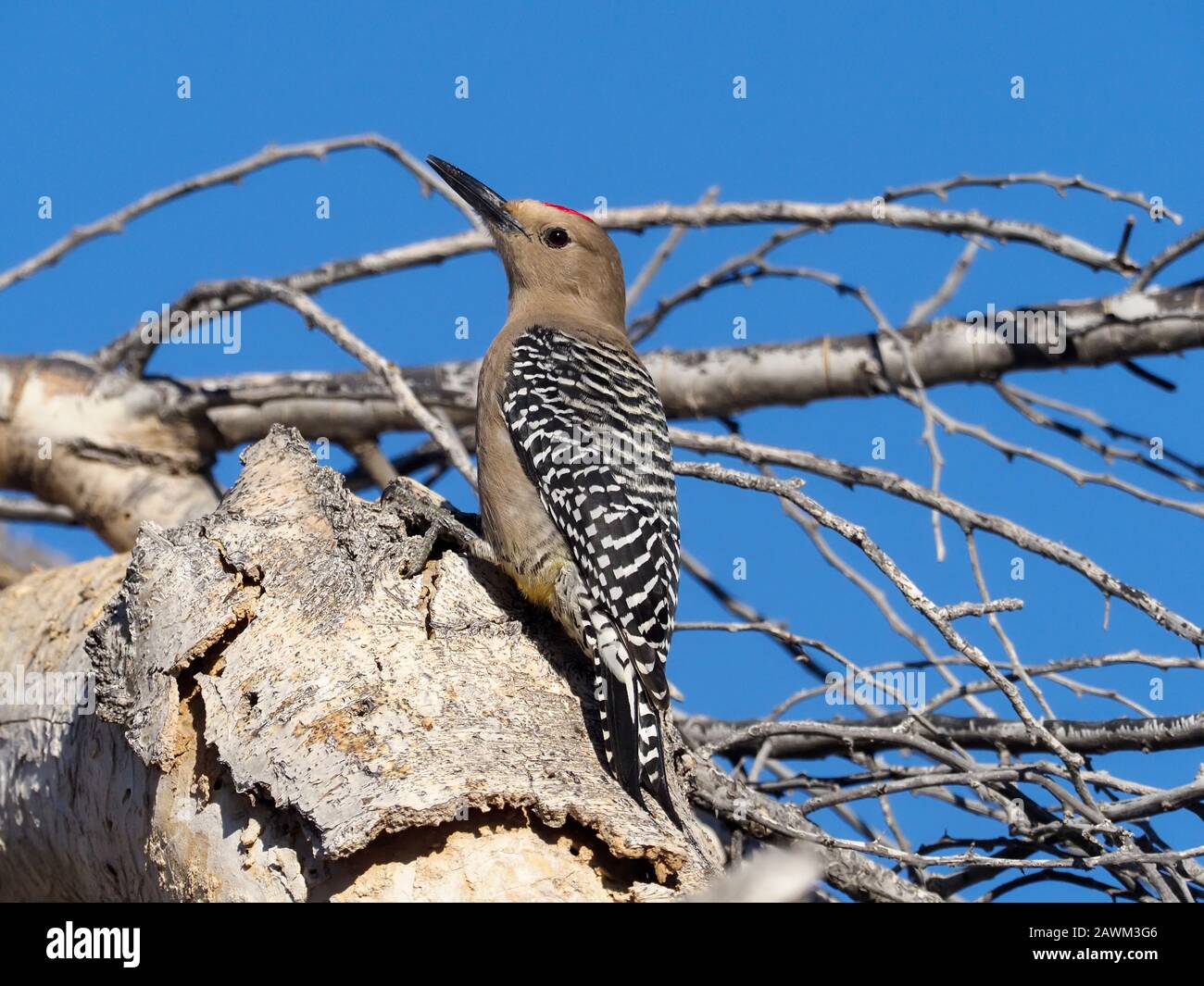 Gila woodpecker, Melanerpes uropygialis, Single bird on tree, Baja ...
