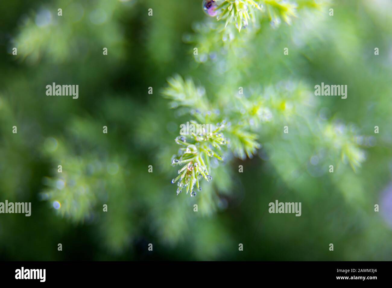 Closeup of Lemon cypress with water drops branch isolated on a white ...