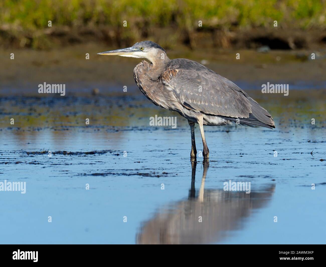 Great-blue heron, Ardea herodias, Single bird in water, Baja California ...