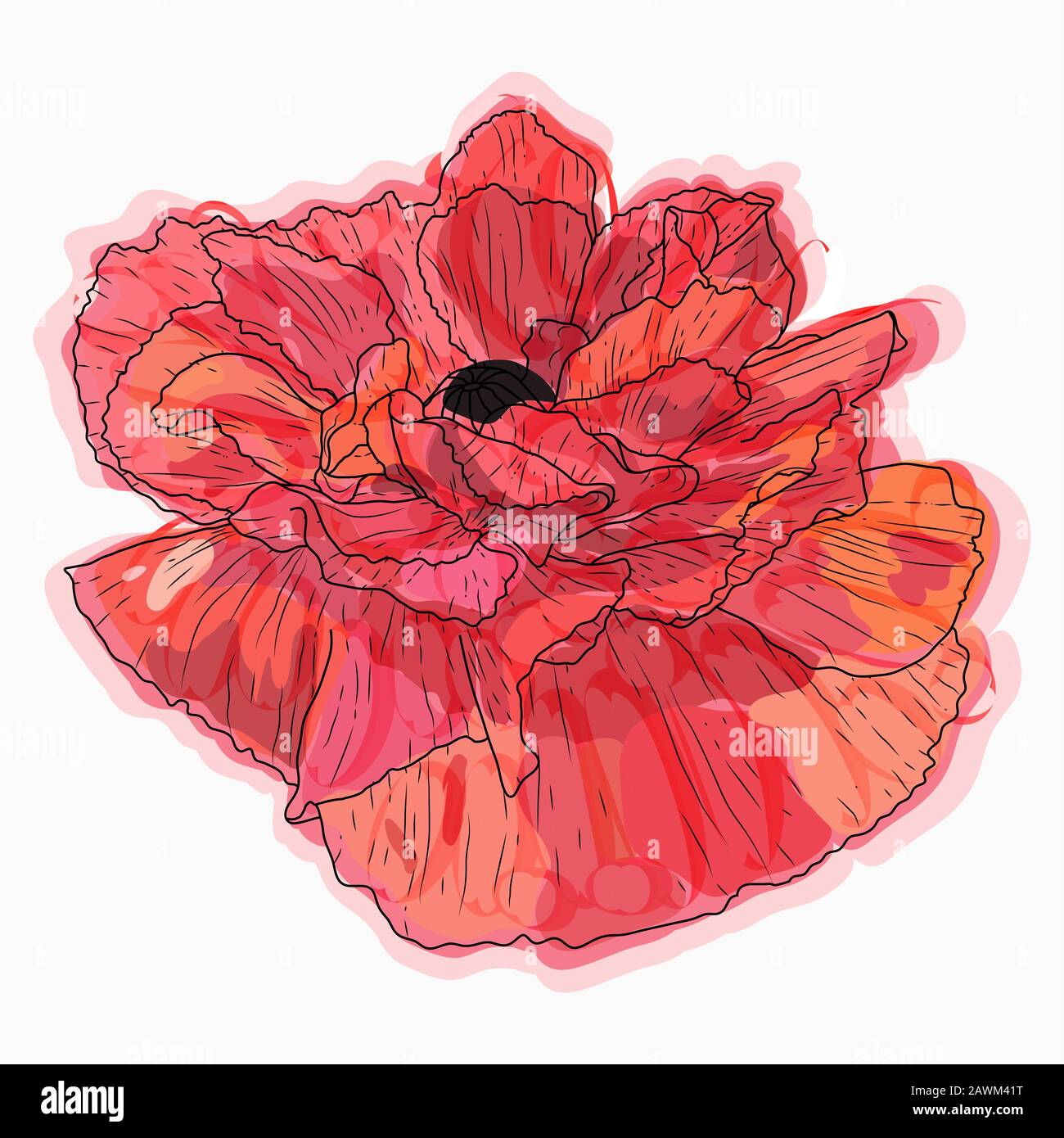 Ink, pencil, watercolor poppy flower sketch. Hand drawn nature painting ...