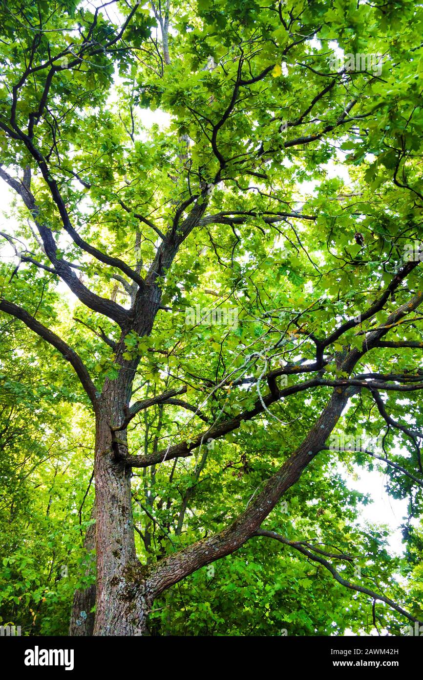 Big oak tree in green summer forest Stock Photo - Alamy