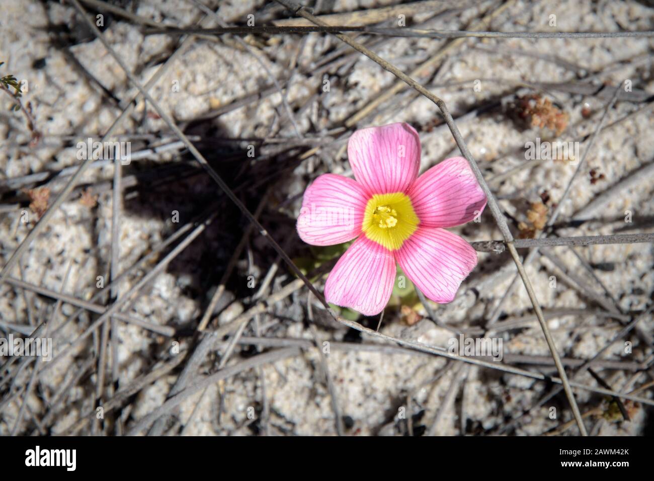Wild flowers in the Cederberg Stock Photo - Alamy