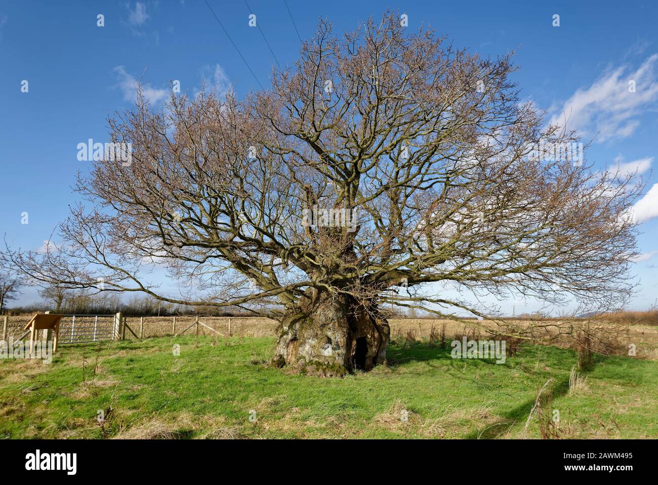 The Old Electric Oak, Wickwar. Thought to be 800 years old Pedunculate ...