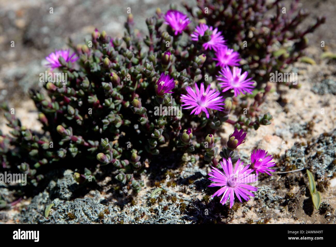 Wild flowers in the Cederberg Stock Photo - Alamy
