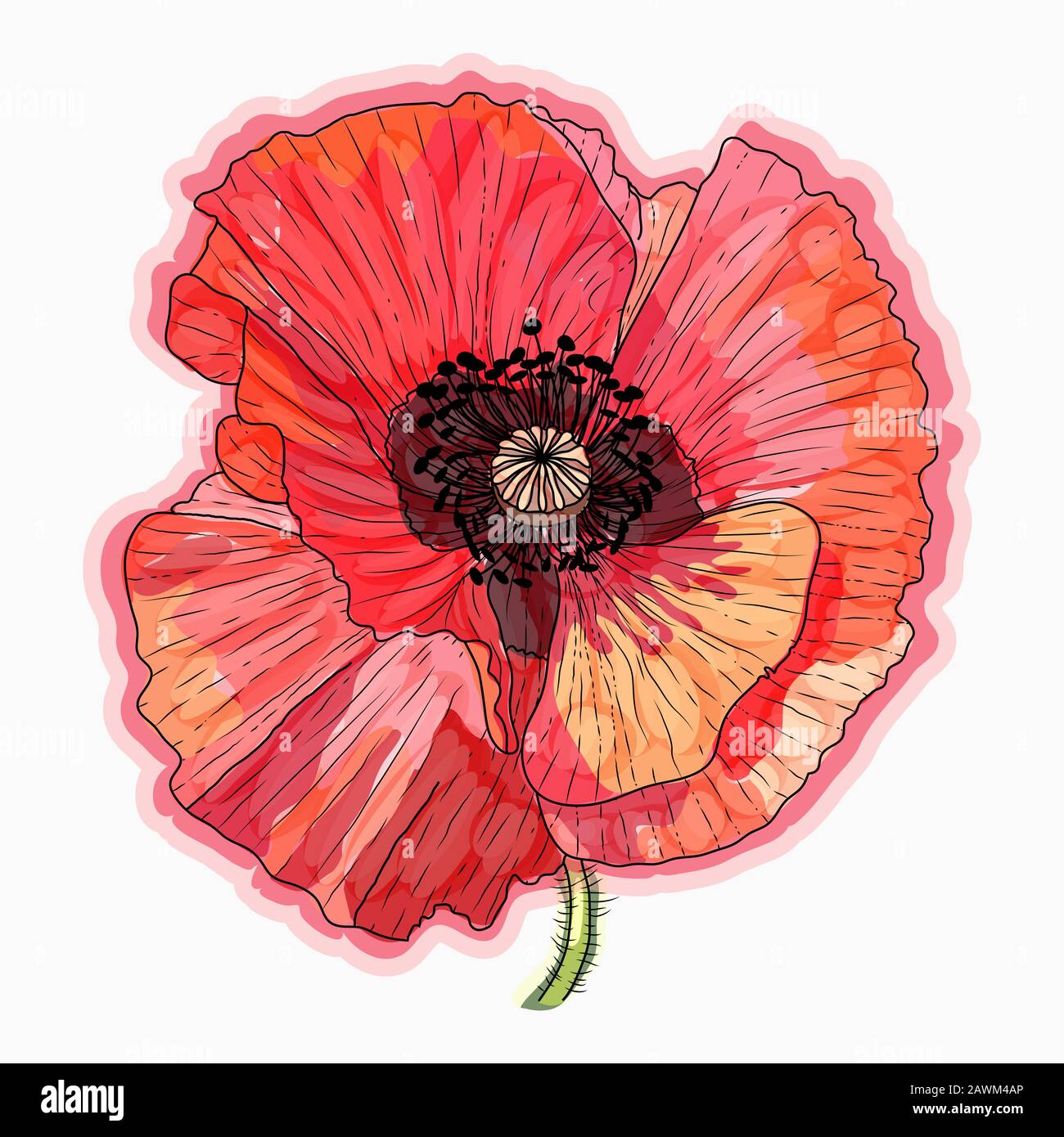 Oriental Poppy Drawing
